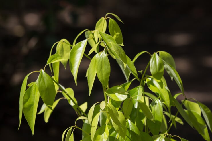 Why Is There A Strange Camphor Smell In My House? • Vowness